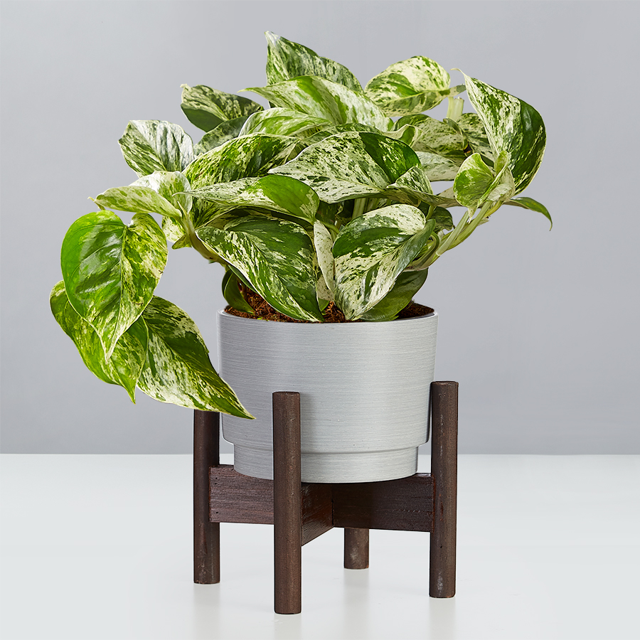 Devil’s Ivy (Marble Queen Pothos)
