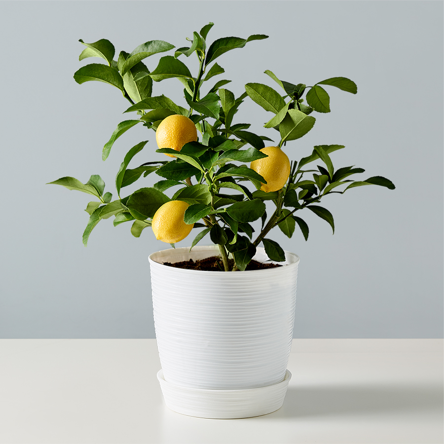 Meyer Lemon Tree | Plants.com