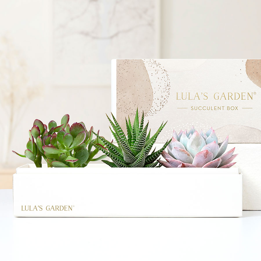 Types of Succulents for Your Home | Petal Talk