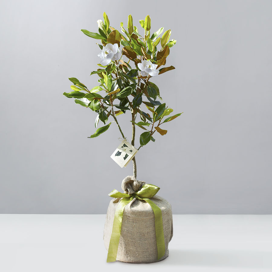 Sympathy Plants | Plants.com