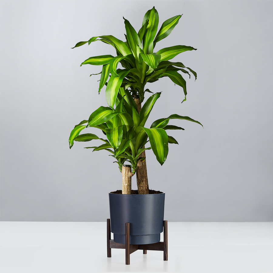 Mass Cane Floor Plant