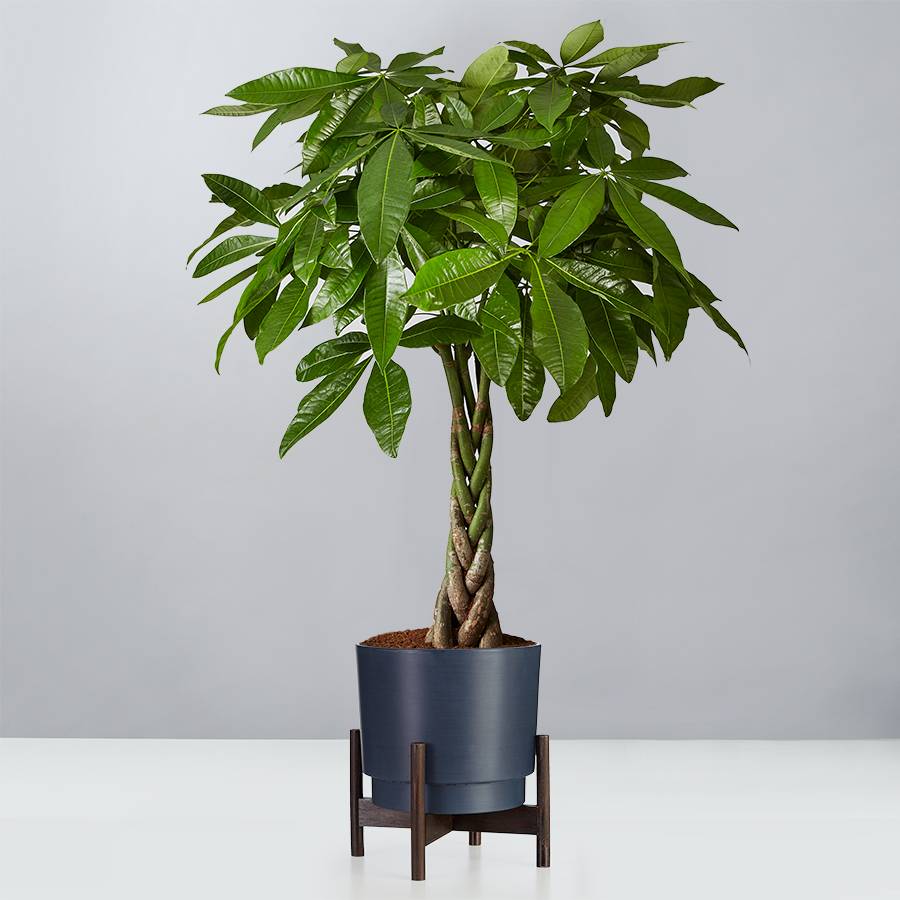 Floor Plants | Plants.com