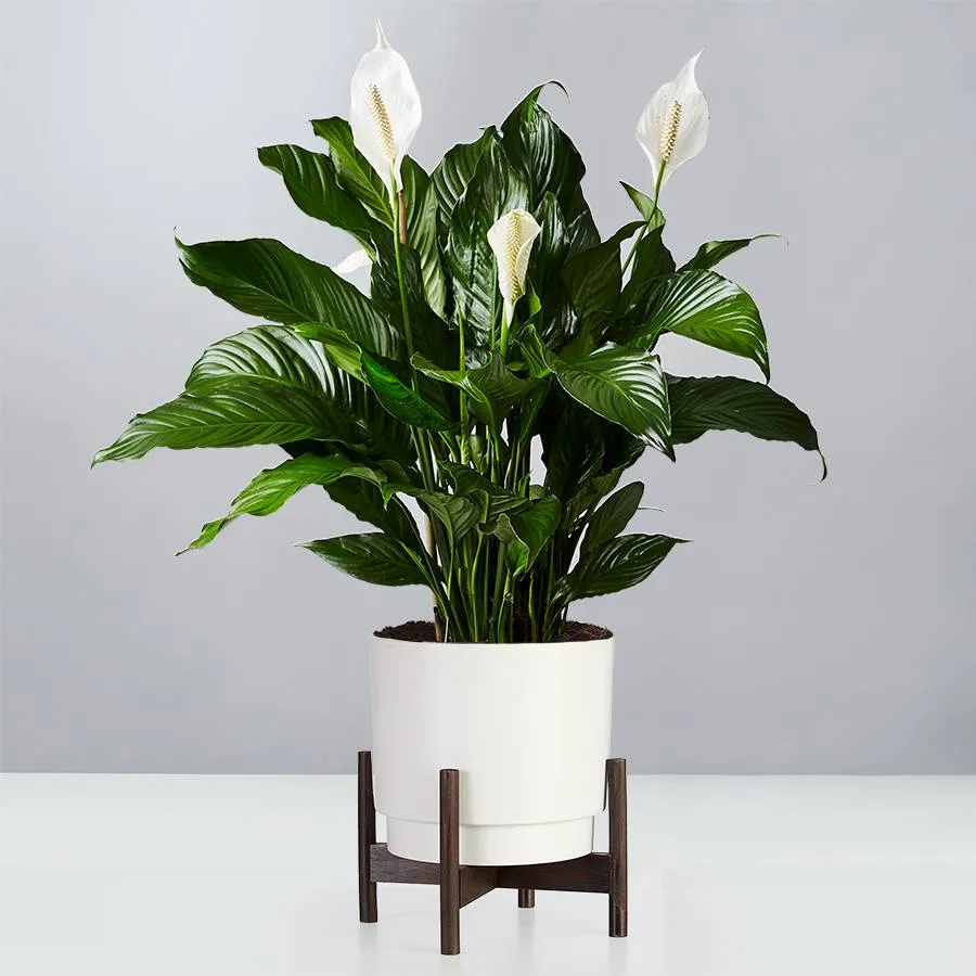 Floor Plants | Plants.com