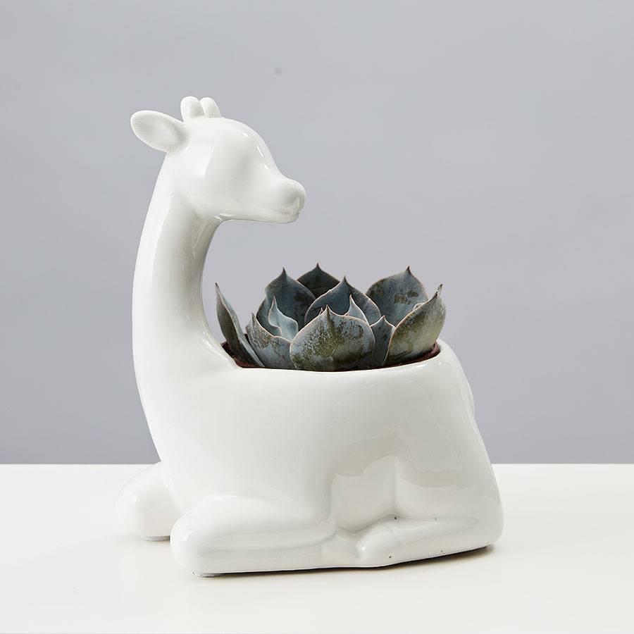 Safari Animal Succulents